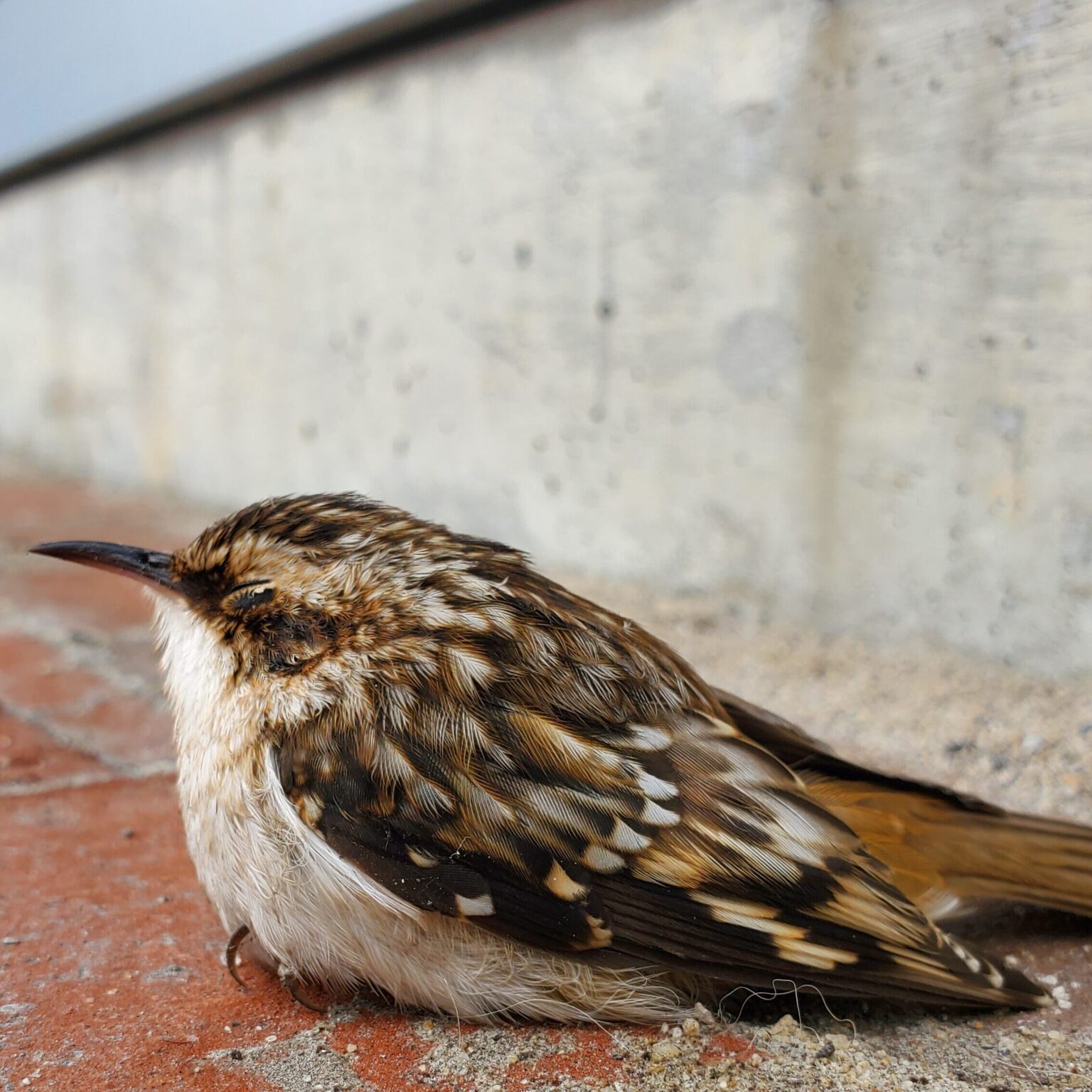Why Birds Hit Glass | Bird Collision Prevention Alliance