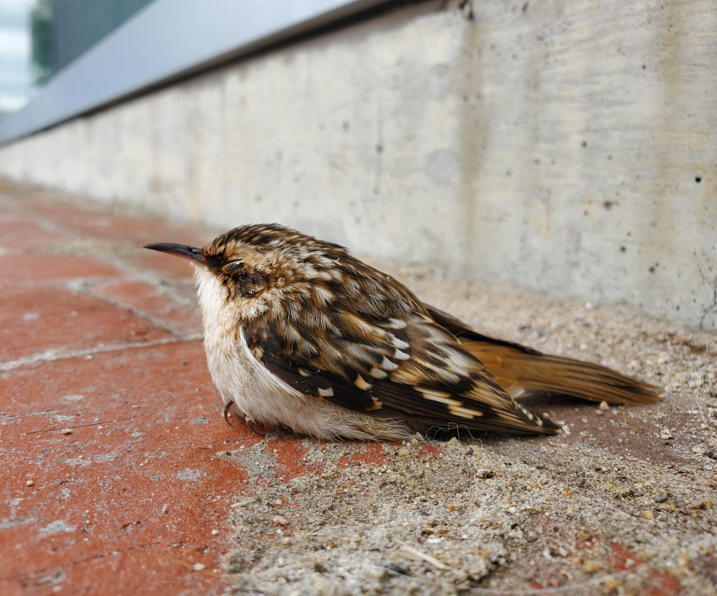 Why Birds Hit Glass | Bird Collision Prevention Alliance