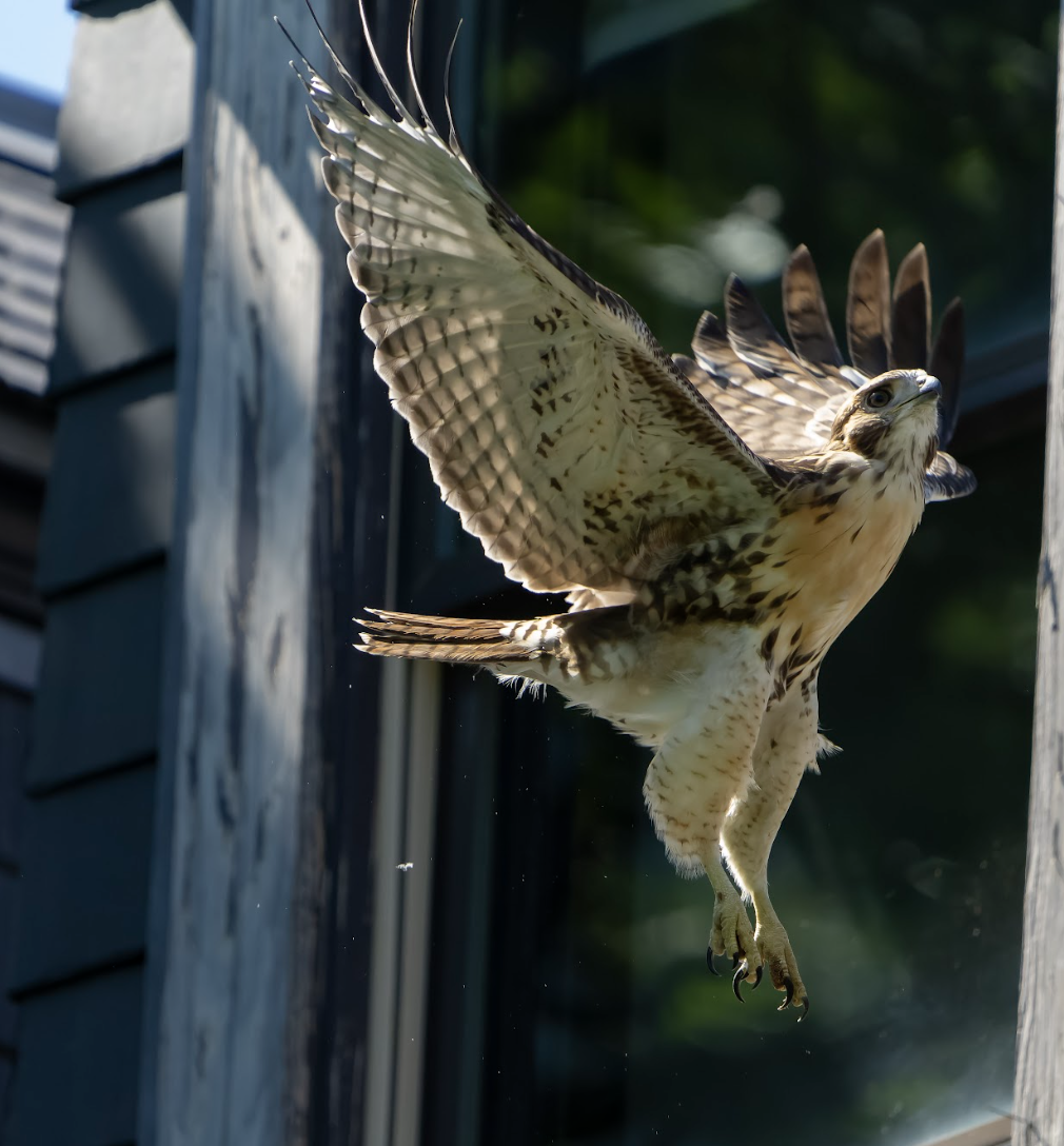Bird Collision Prevention Alliance